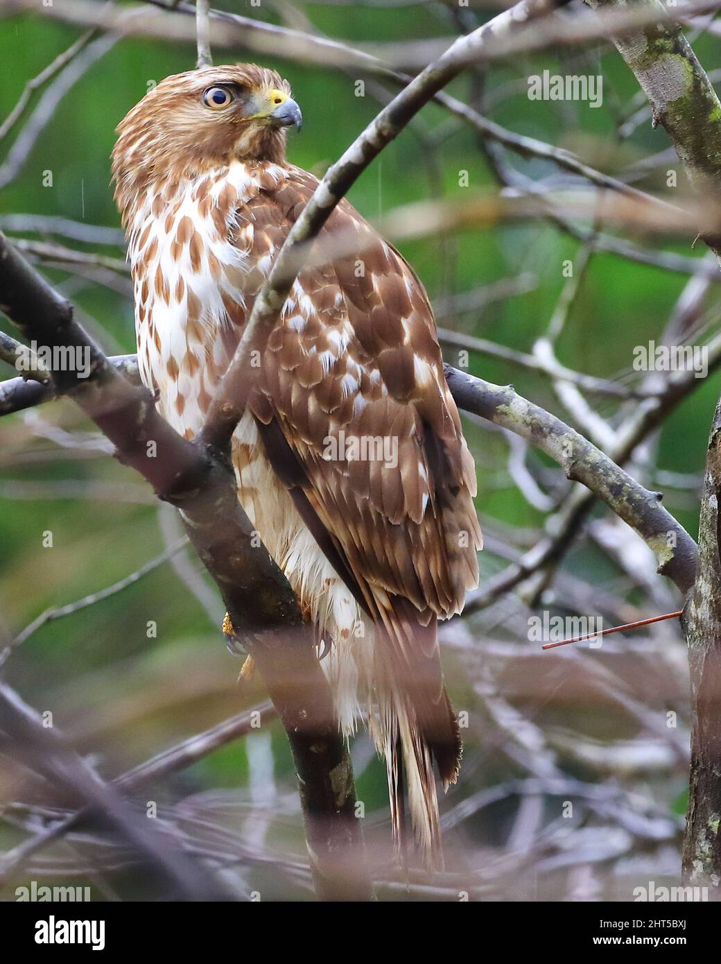 Wine-breasted sparrowhawk perching on a tree branch looking for prey ...