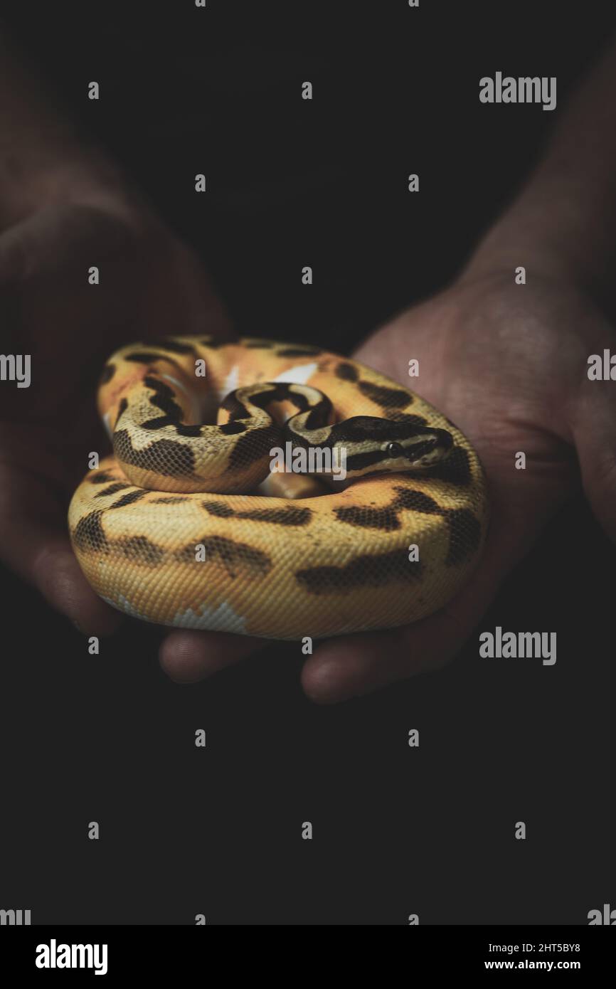 Rough scale snakes hi-res stock photography and images - Alamy