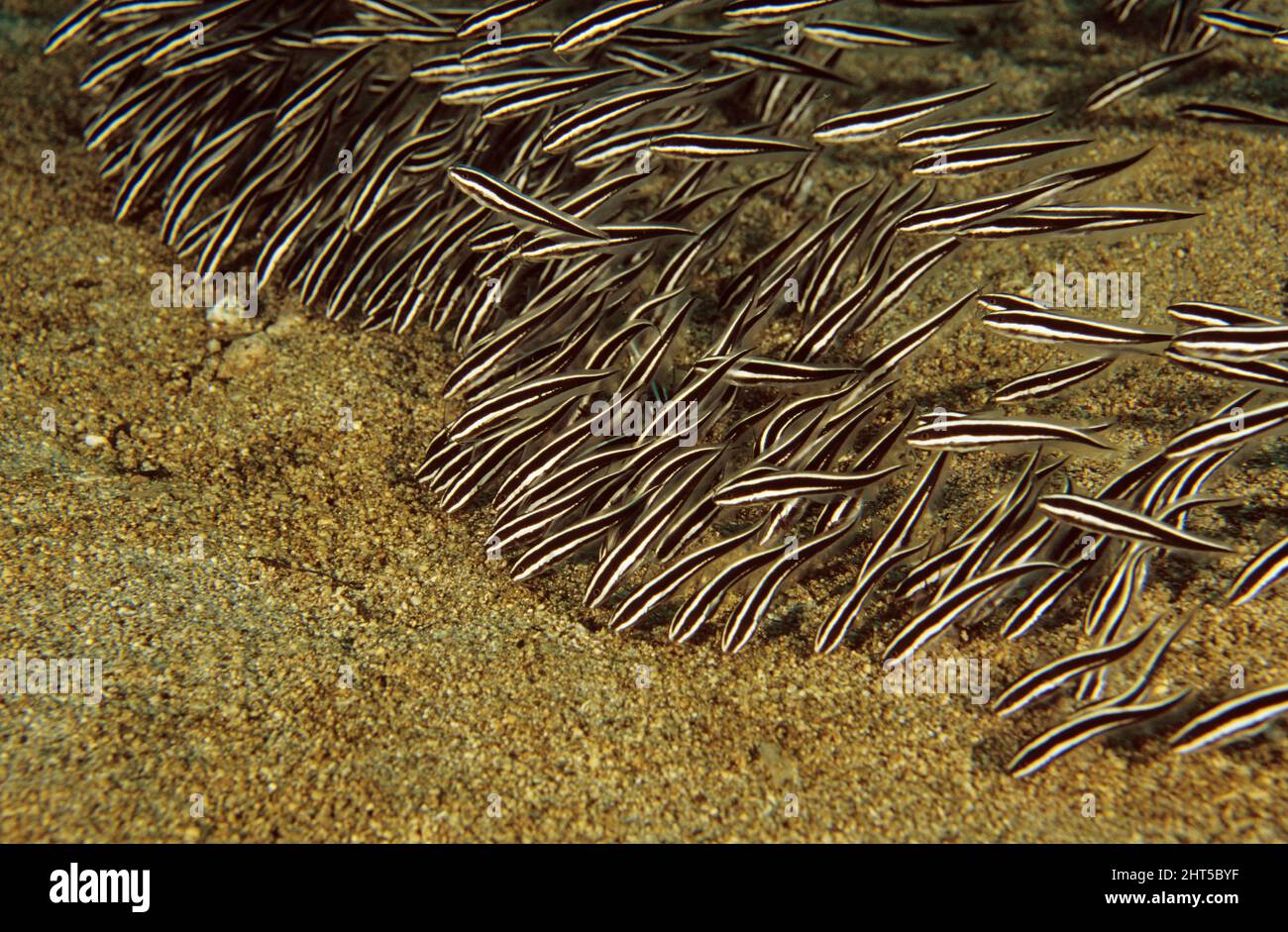 Striped eel catfish (Plotosus lineatus), juveniles feeding in sand ...