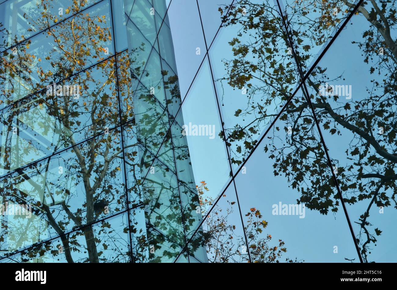 Closeup shot of tree reflections on a glass building Stock Photo - Alamy