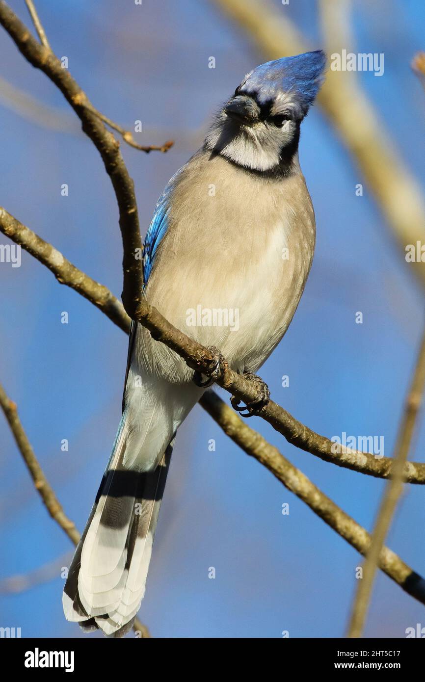 Vertical shot of a blue jay perched on a tree branch Stock Photo - Alamy