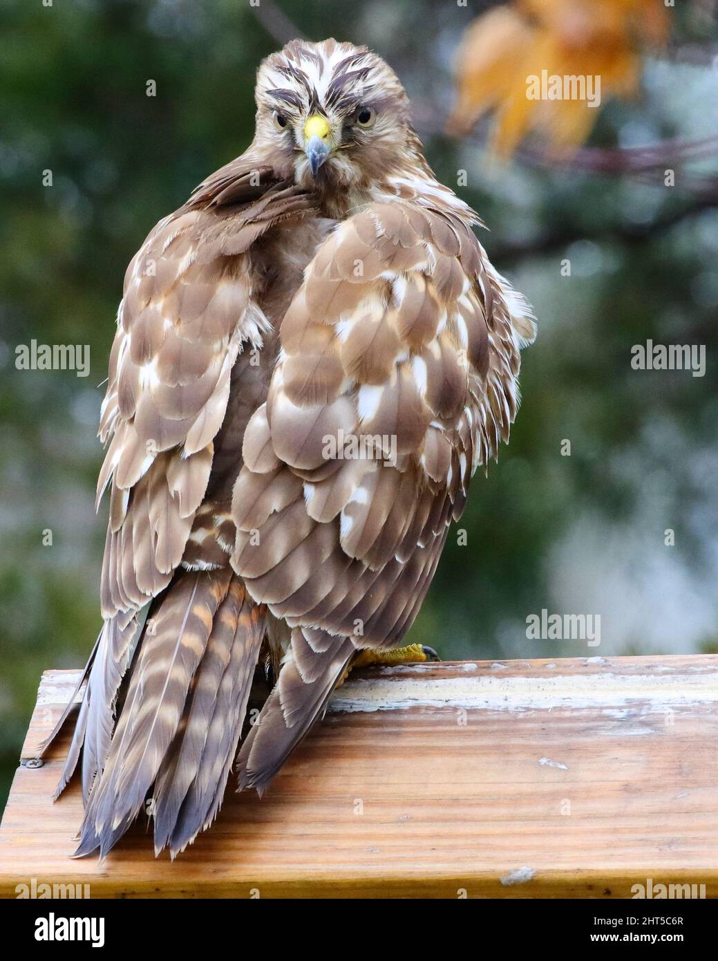 Closeup portrait of a hawk bird Stock Photo - Alamy