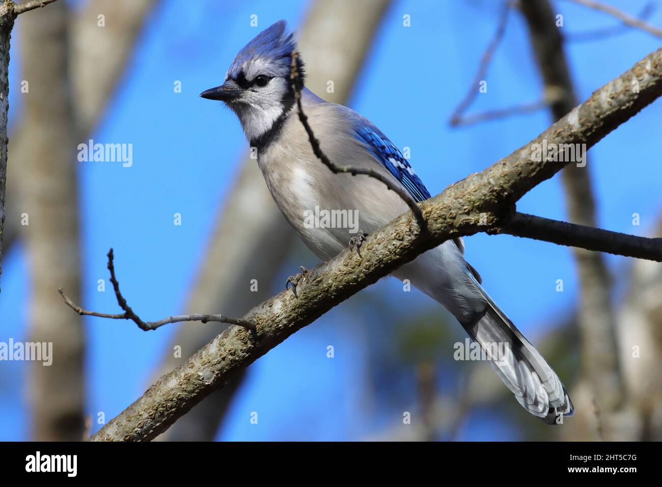 Closeup shot of a blue jay perching on a tree branch Stock Photo - Alamy