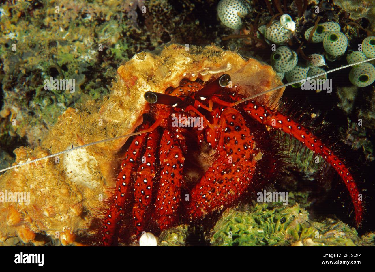 White-spotted hermit crab (Dardanus megistos), known as a left-handed ...
