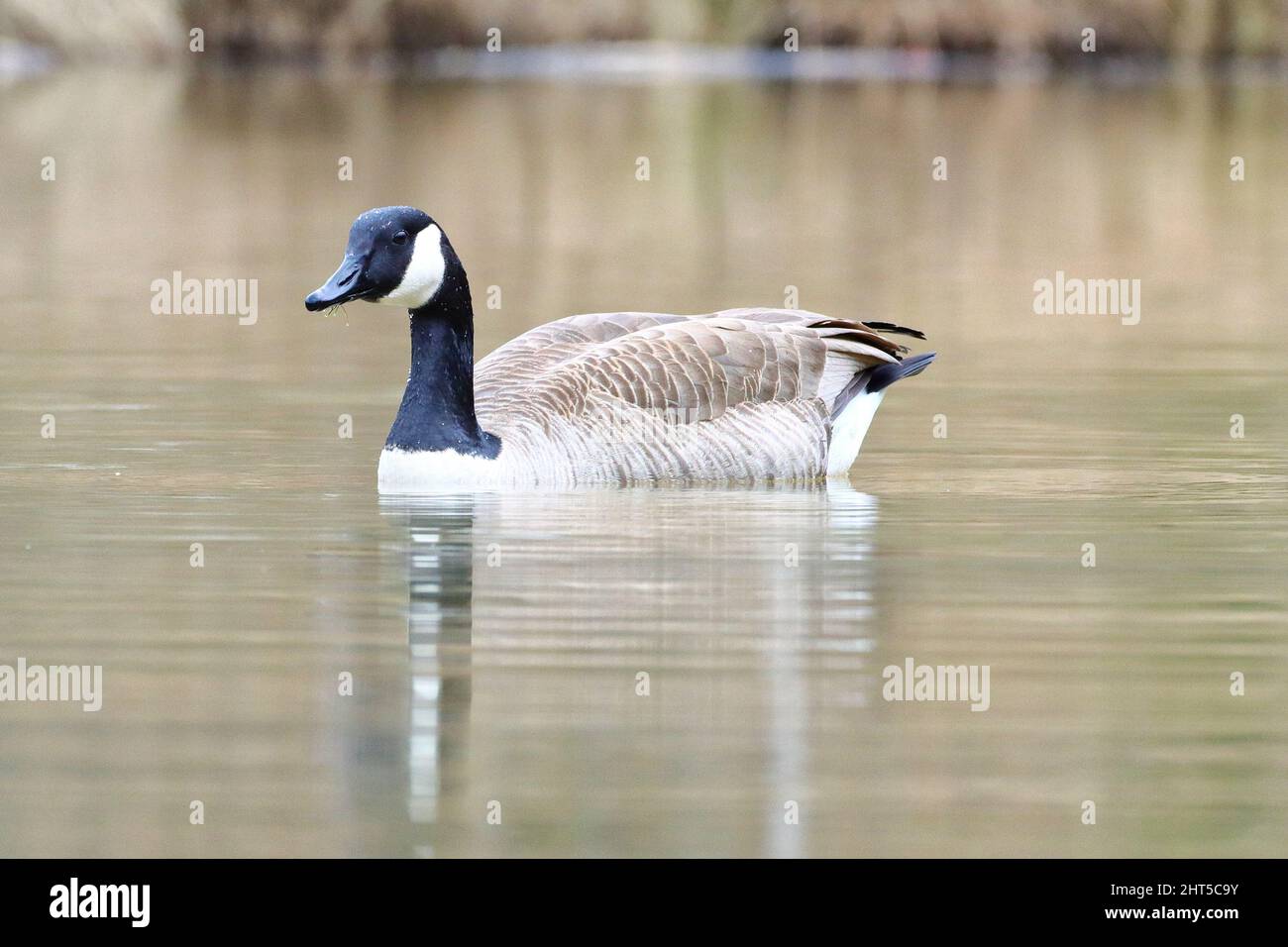 Natural view of Canada goose swimming on a tranquil lake Stock Photo ...