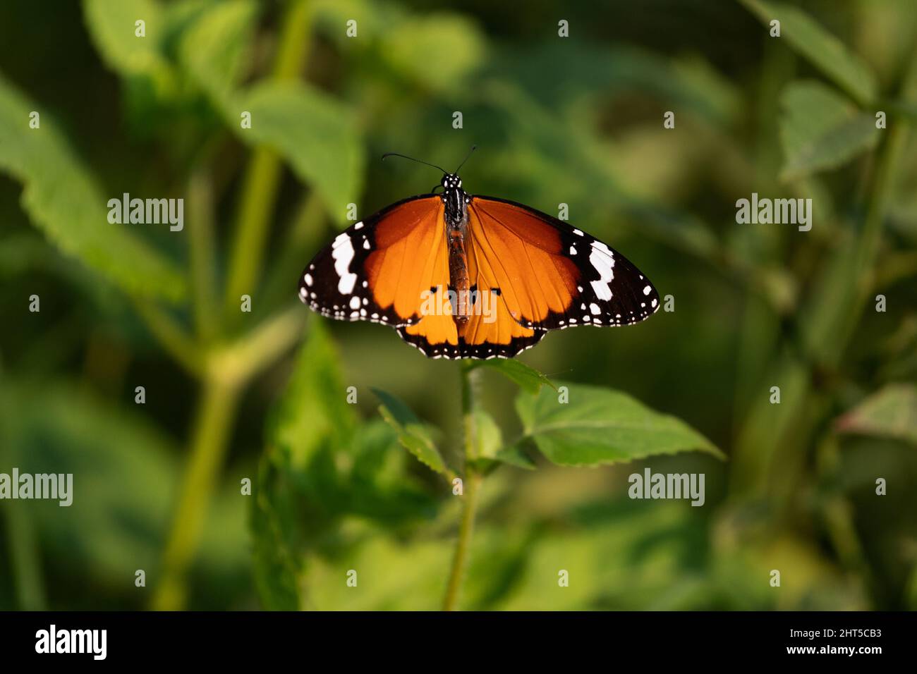 A Plain Tiger Tiger on a plant Stock Photo - Alamy