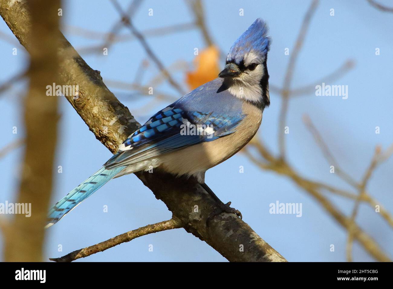Closeup shot of a blue jay perching on a tree branch Stock Photo - Alamy