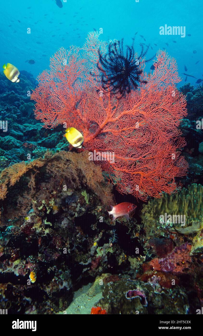 Tropical reef scene with sea fans, crinoids, sponges and fish ...