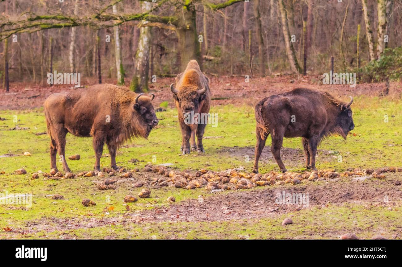 Closeup of Caucasian wisent in the forest Stock Photo - Alamy