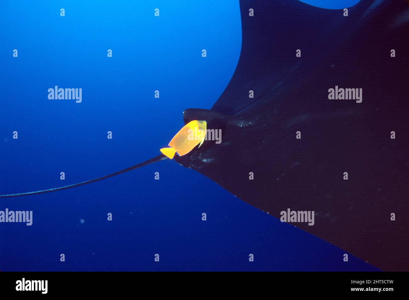 Clarion angelfish (Holacanthus clarionensis), a bold and inquisitive ...