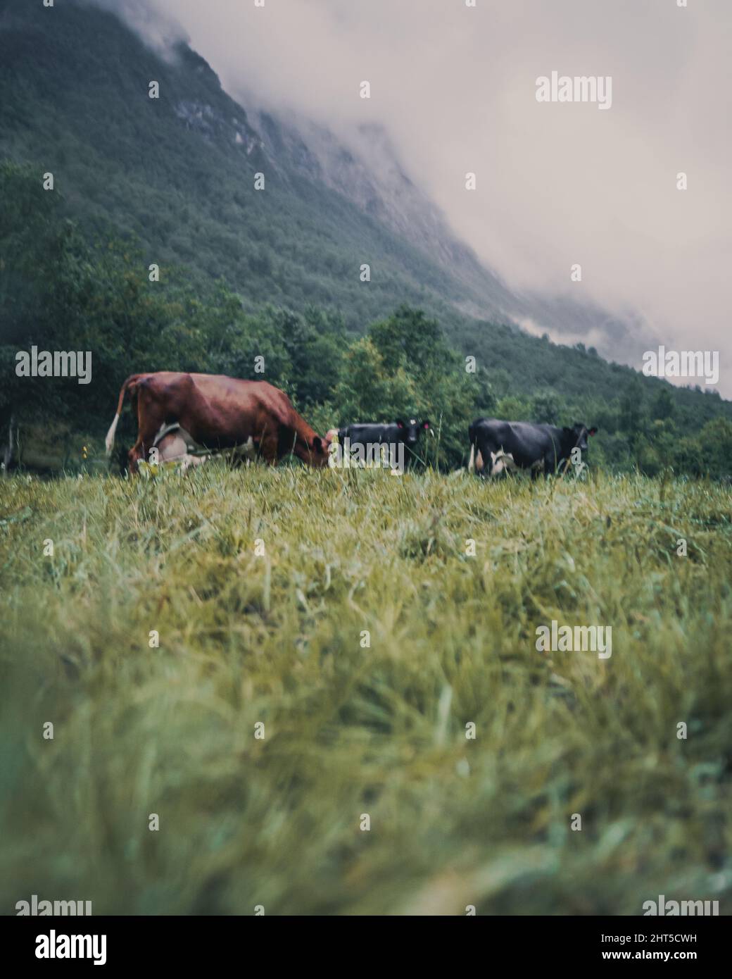 Vertical view of cows grazing in the green field at the bottom of tall ...