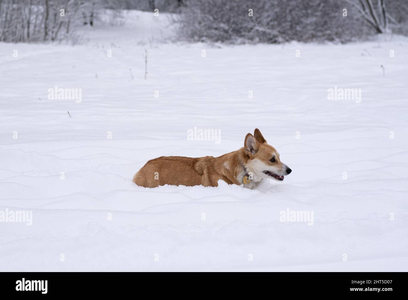 A dog in the snow. Winter in Russia. High quality photo Stock Photo - Alamy