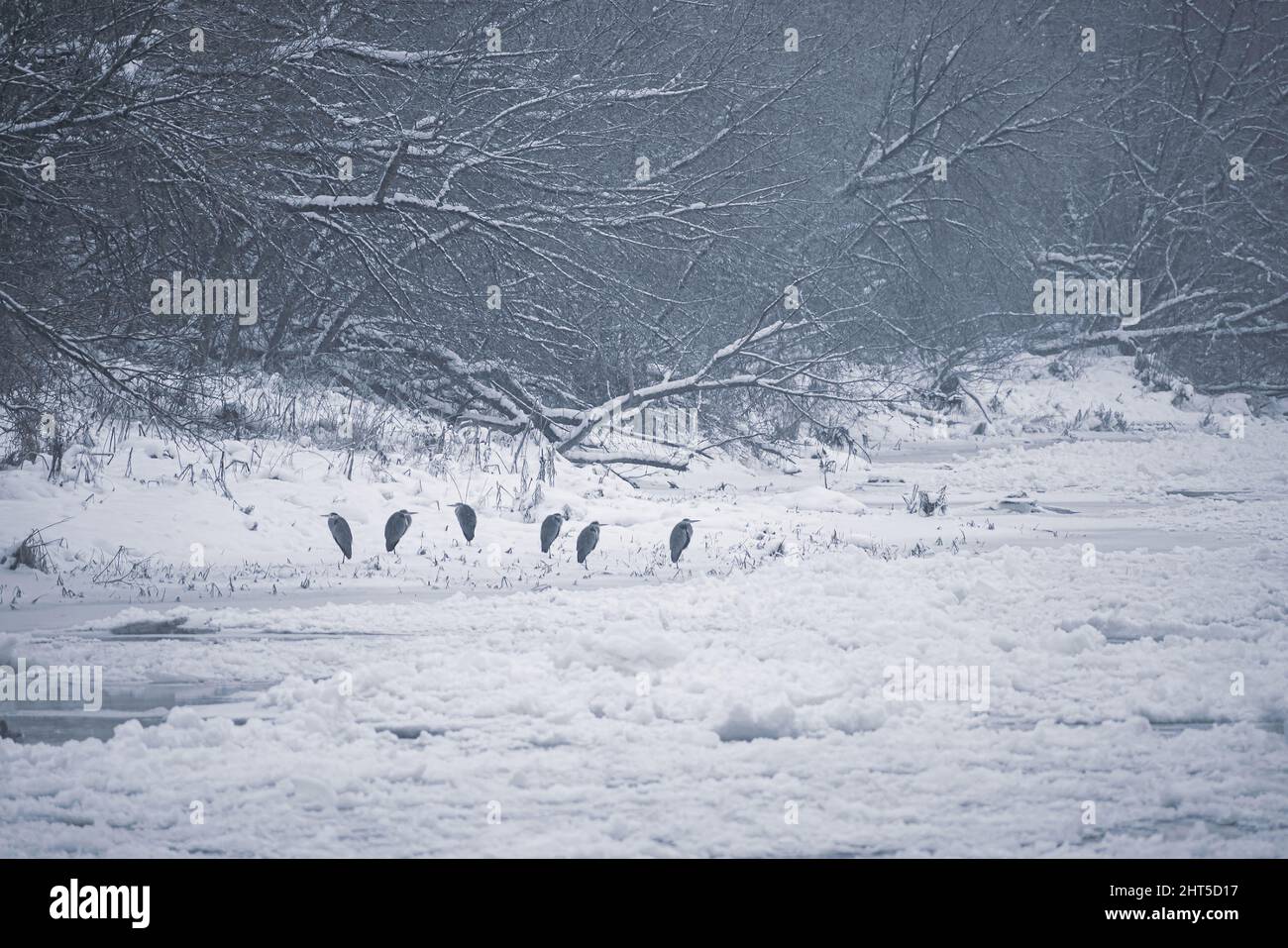 A flock of gray heron on the frozen Neris river in Lithuania Stock ...