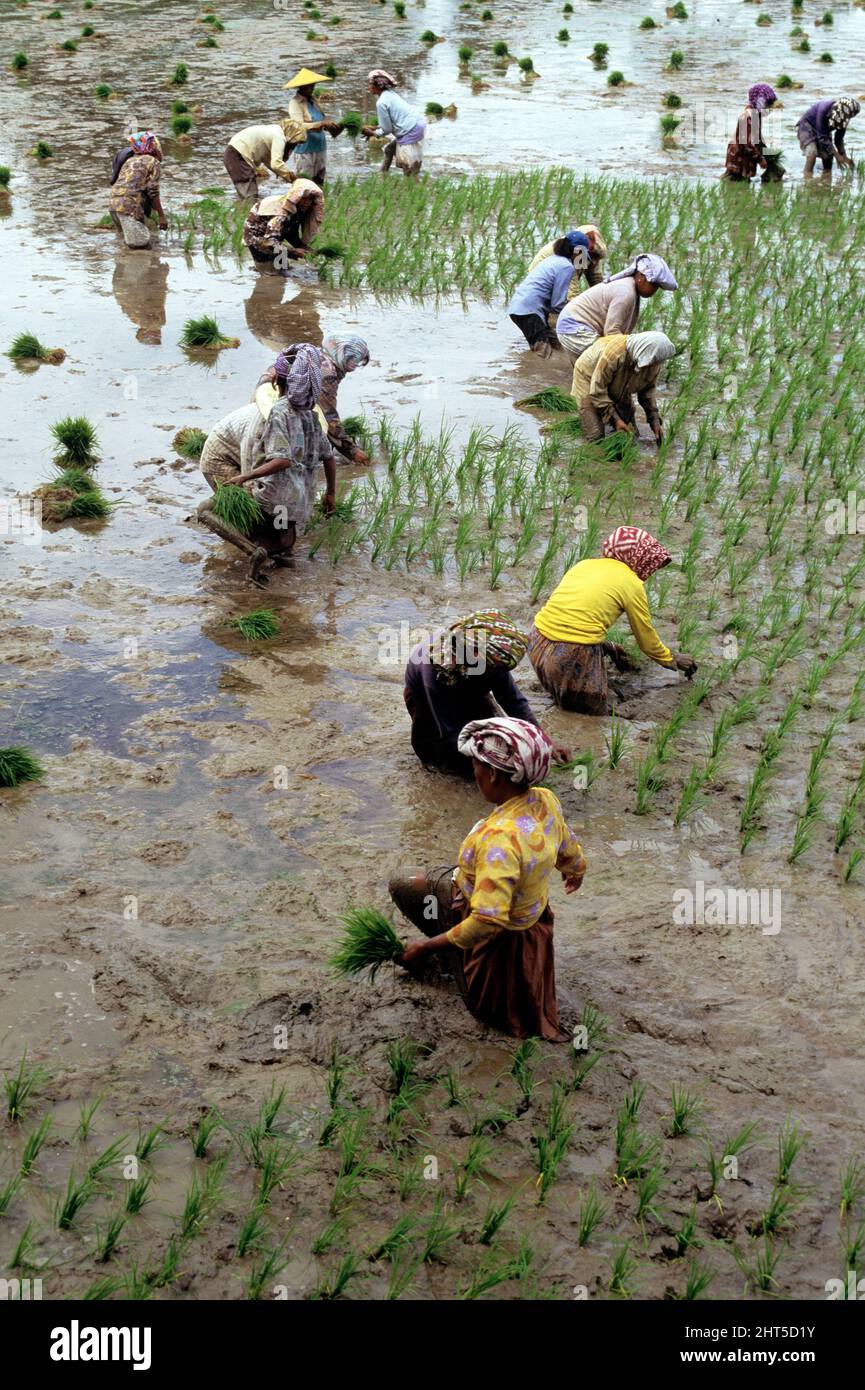 Women planting rice in paddy wading in hip-deep slurry Stock Photo - Alamy