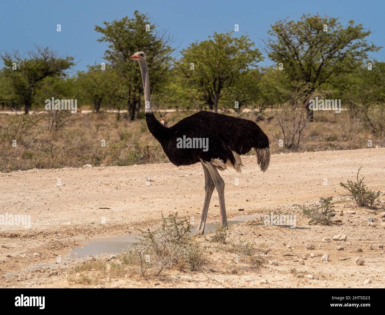 Tall standing bird hi-res stock photography and images - Alamy