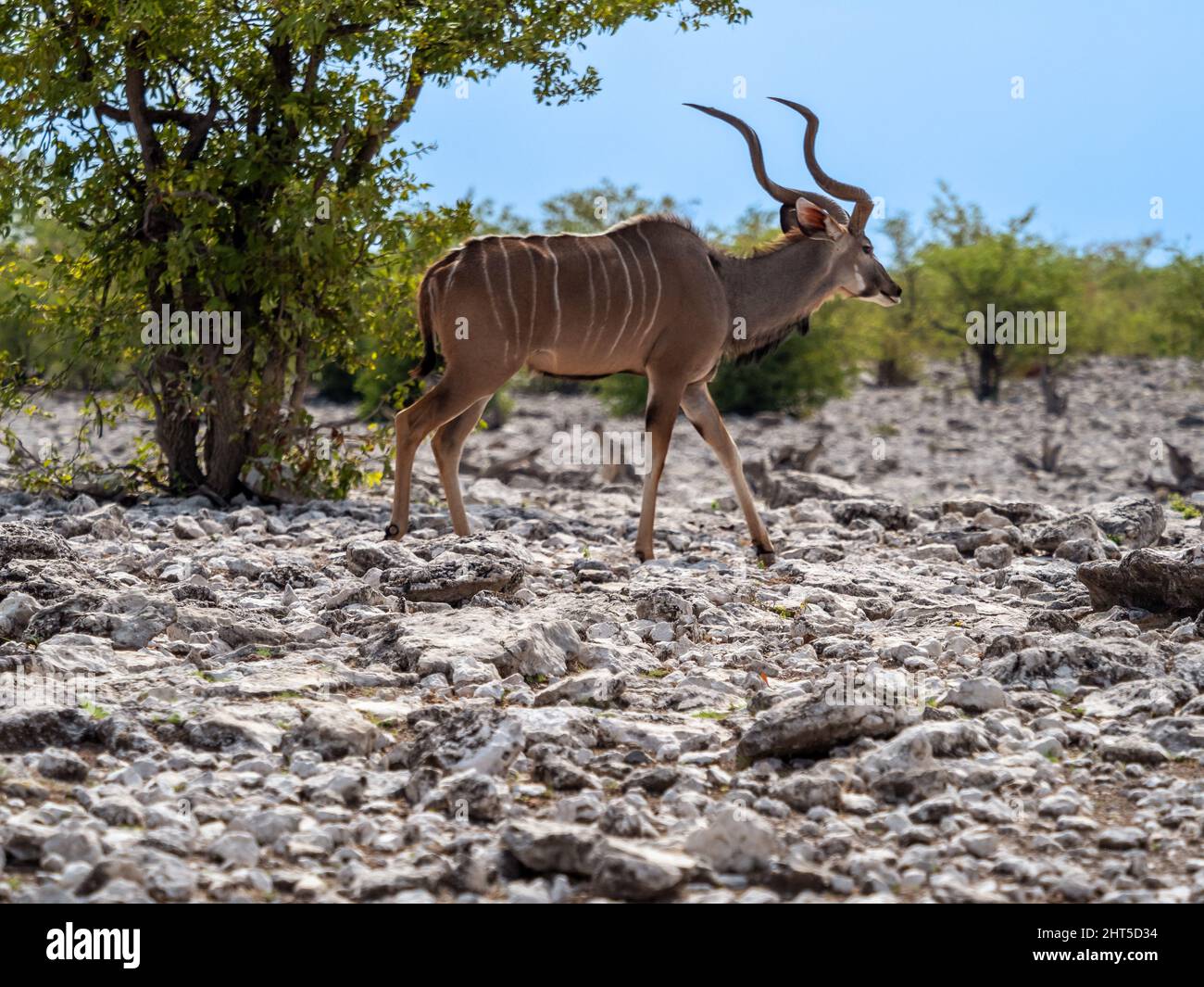 Closeup of a greater kudu hi-res stock photography and images - Alamy