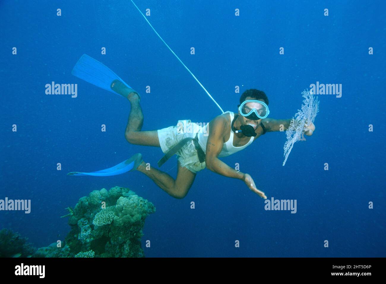 Diver collecting marine specimens indiscriminately: breathing from a ...