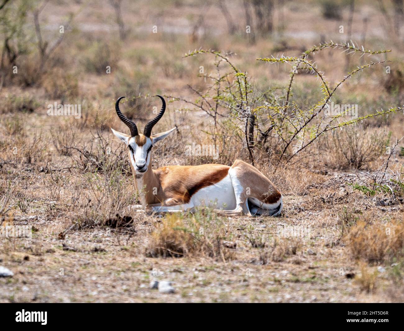 Closeup of a beautiful Springbok Stock Photo - Alamy
