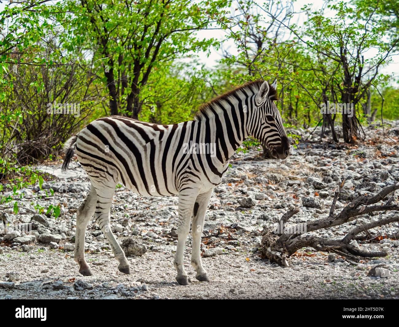 Closeup of a zebra in the field Stock Photo - Alamy