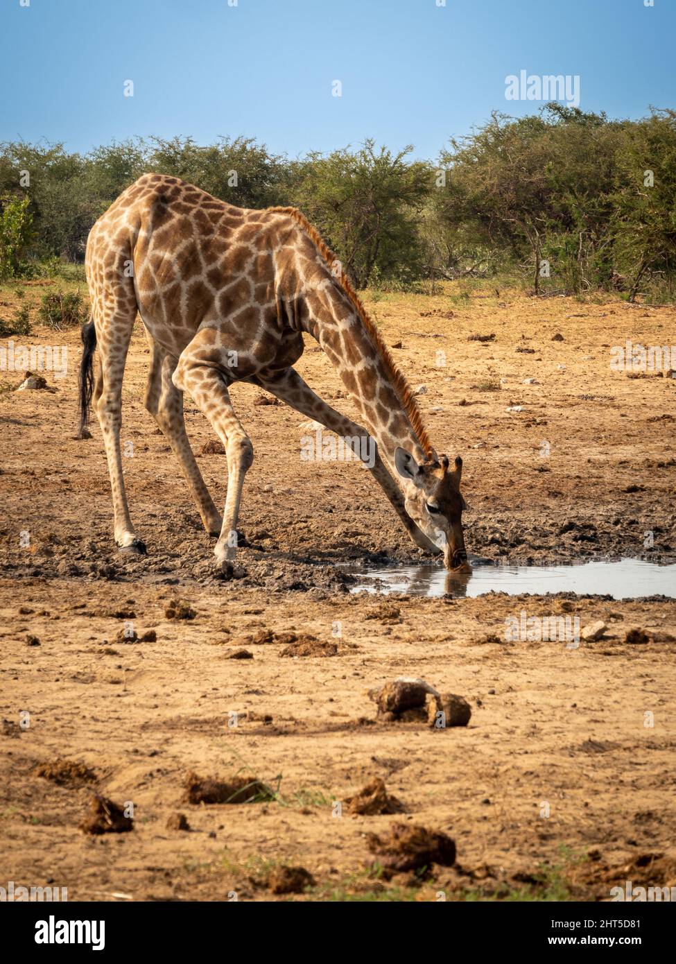 Thirsty giraffe drinking from a waterhole Stock Photo - Alamy