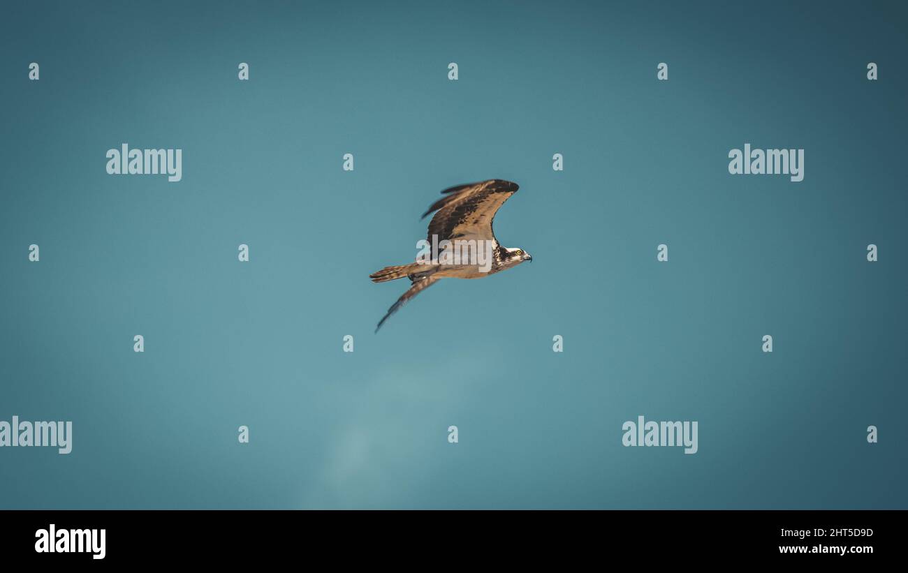 Low angle shot of a fierce hawk flying through the sky Stock Photo - Alamy