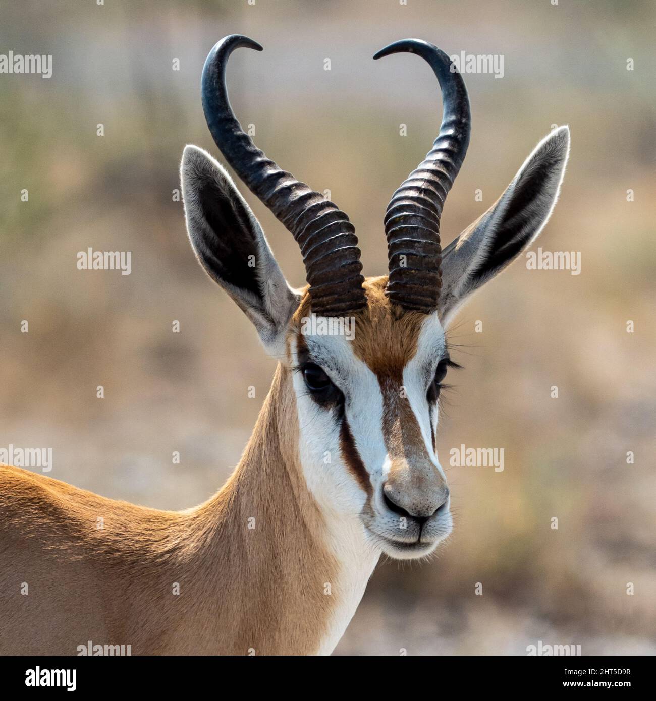 Closeup of a beautiful Springbok Stock Photo - Alamy