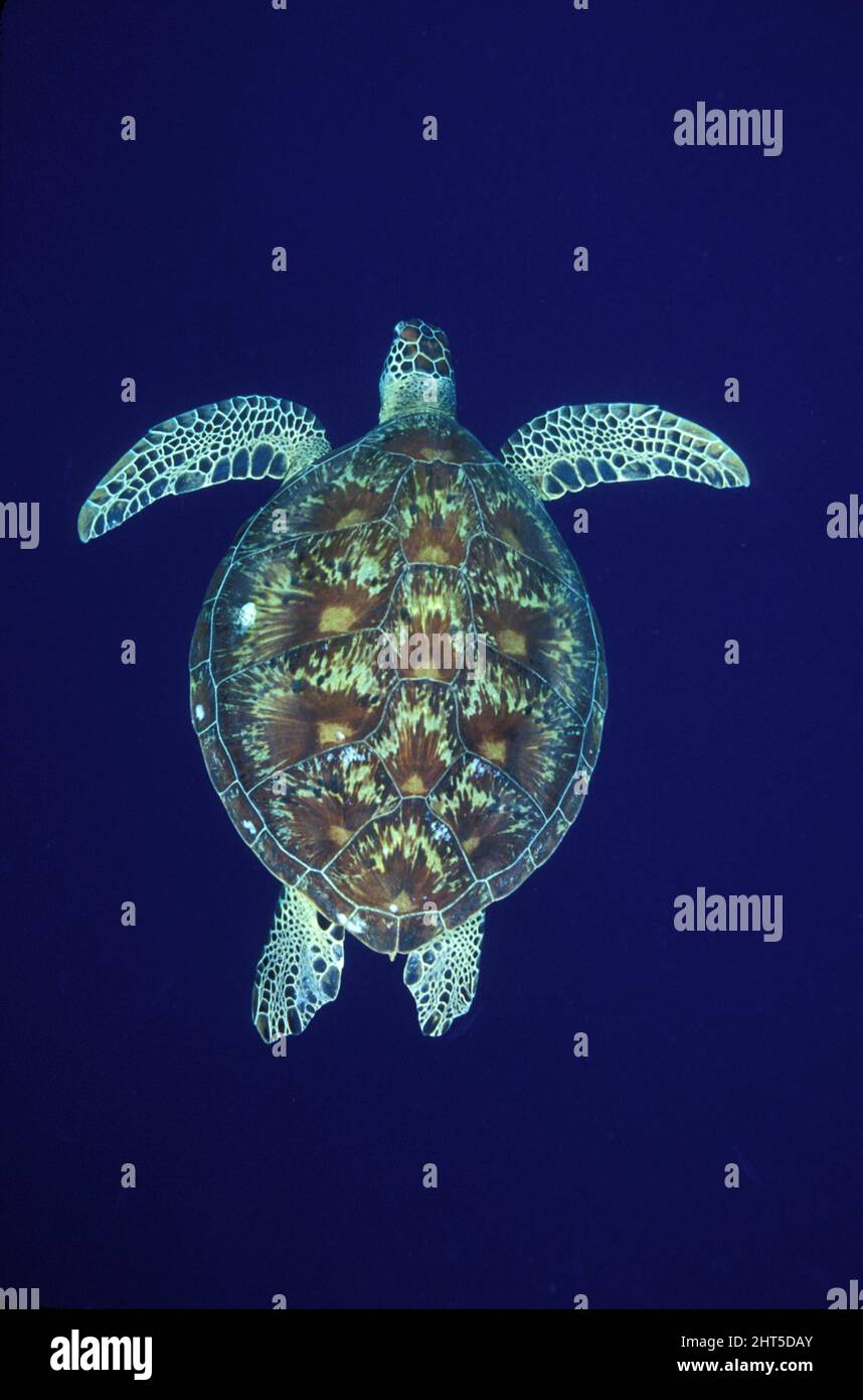Green turtle (Chelonia mydas), underwater, considered the most ...