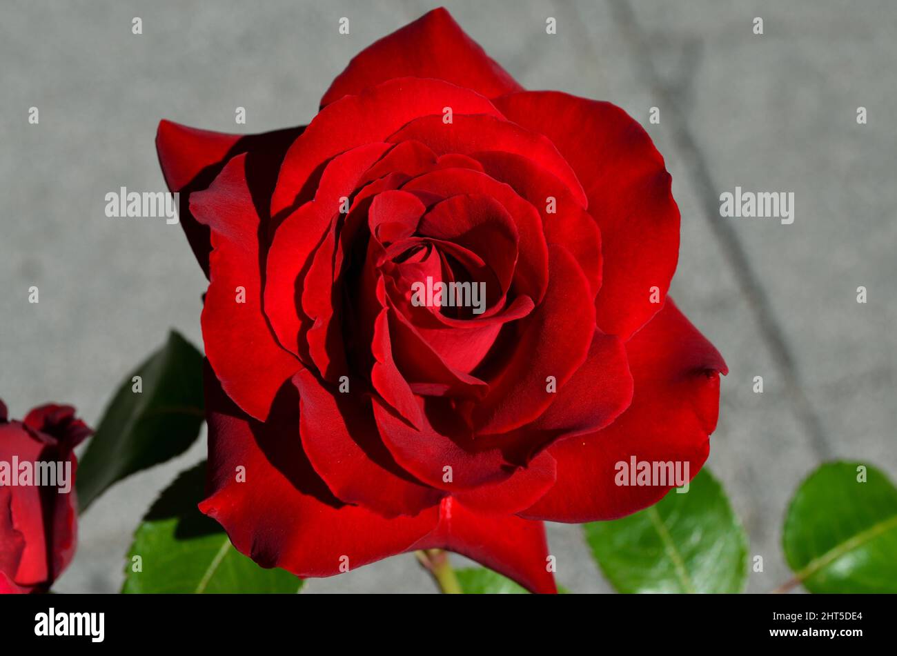 Closeup of a red rose Stock Photo - Alamy