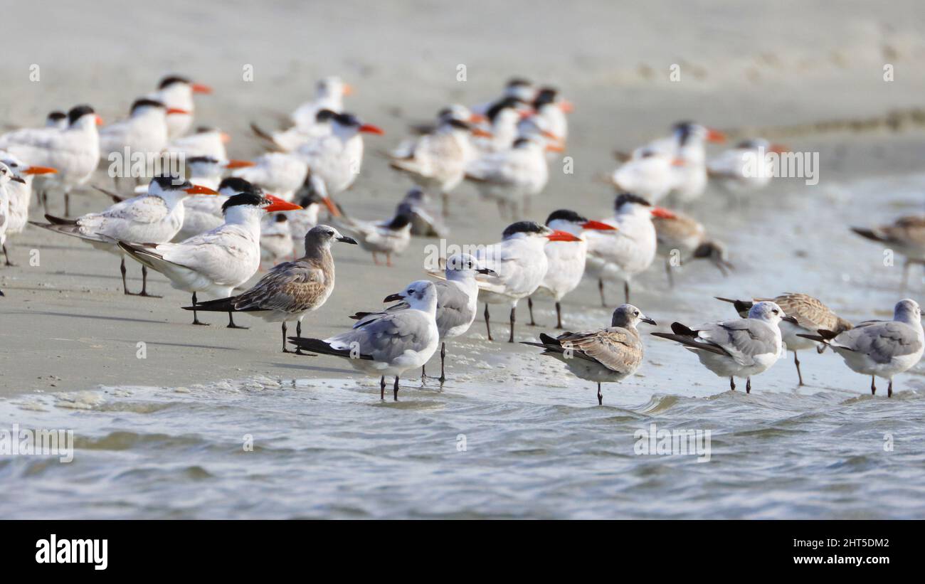 Flock of seagulls at the beach Stock Photo - Alamy
