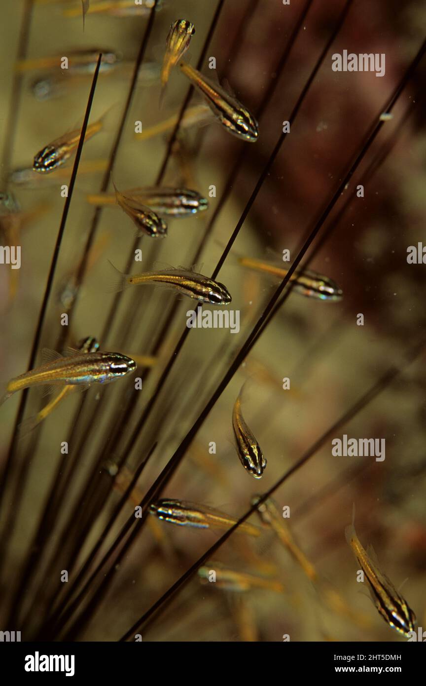 Cardinalfish (Family: Apogonidae) juveniles hovering near the ...