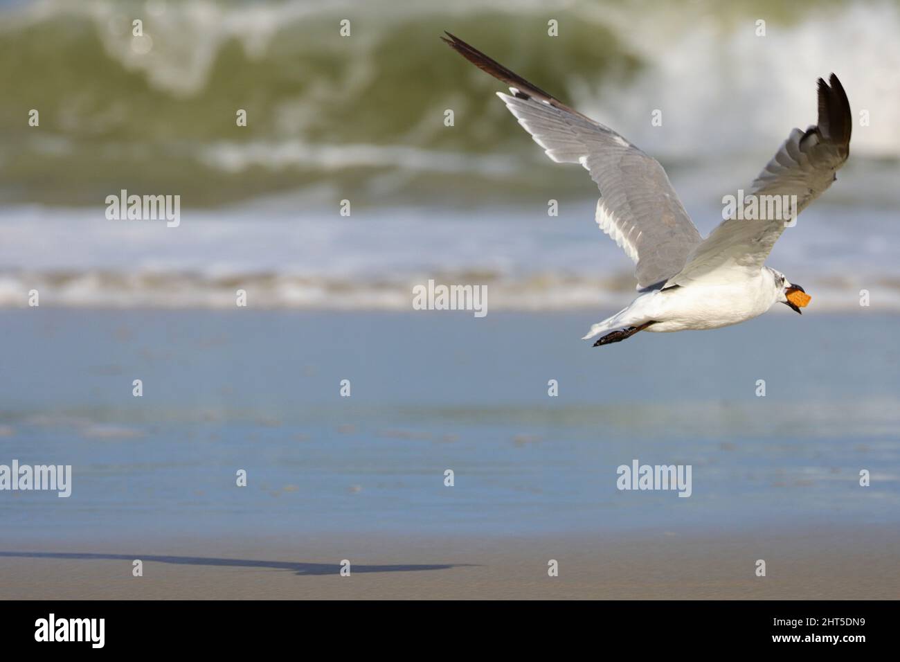 Flying seagull over a beach Stock Photo - Alamy