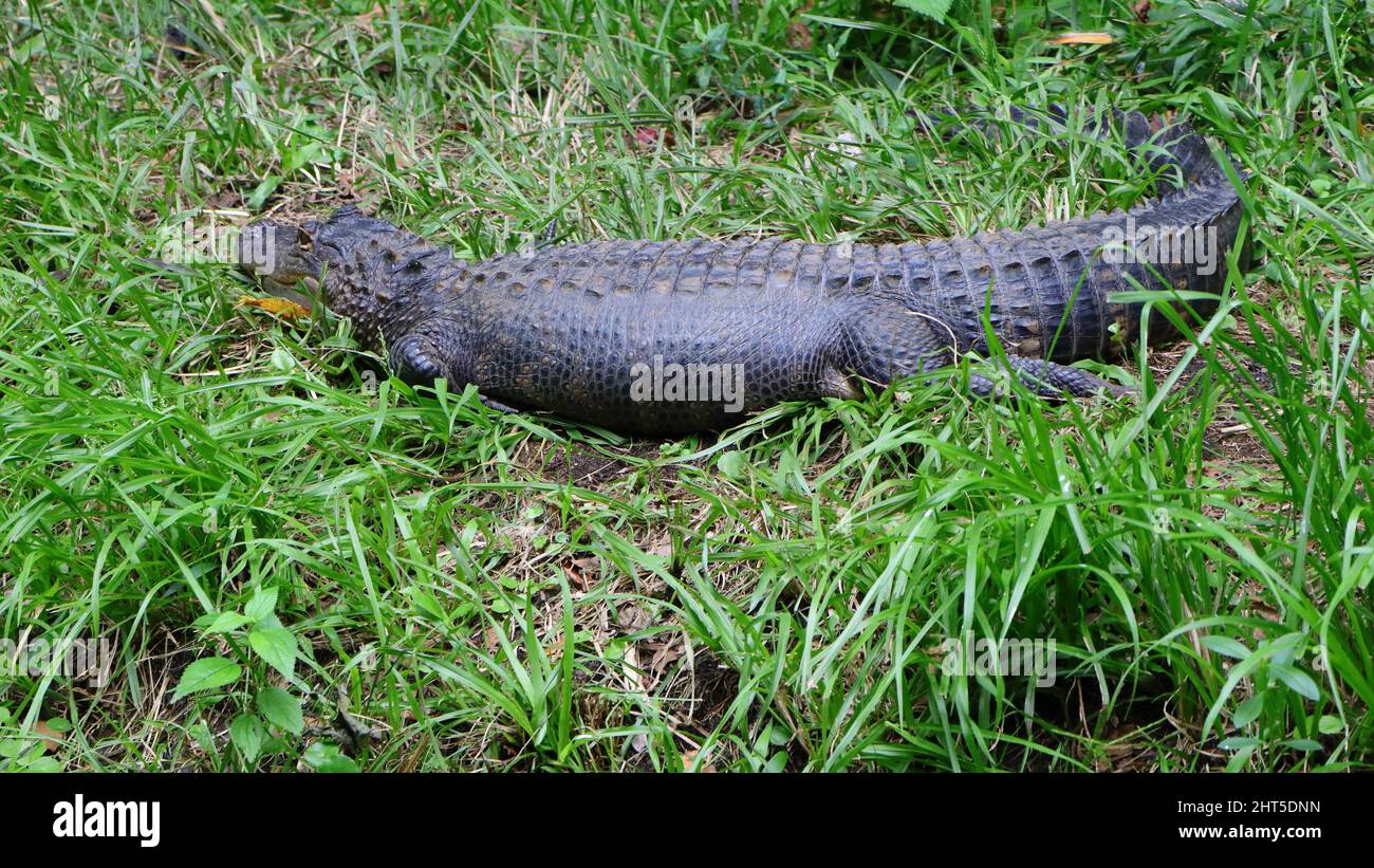 Crocodile resting on the grass Stock Photo - Alamy