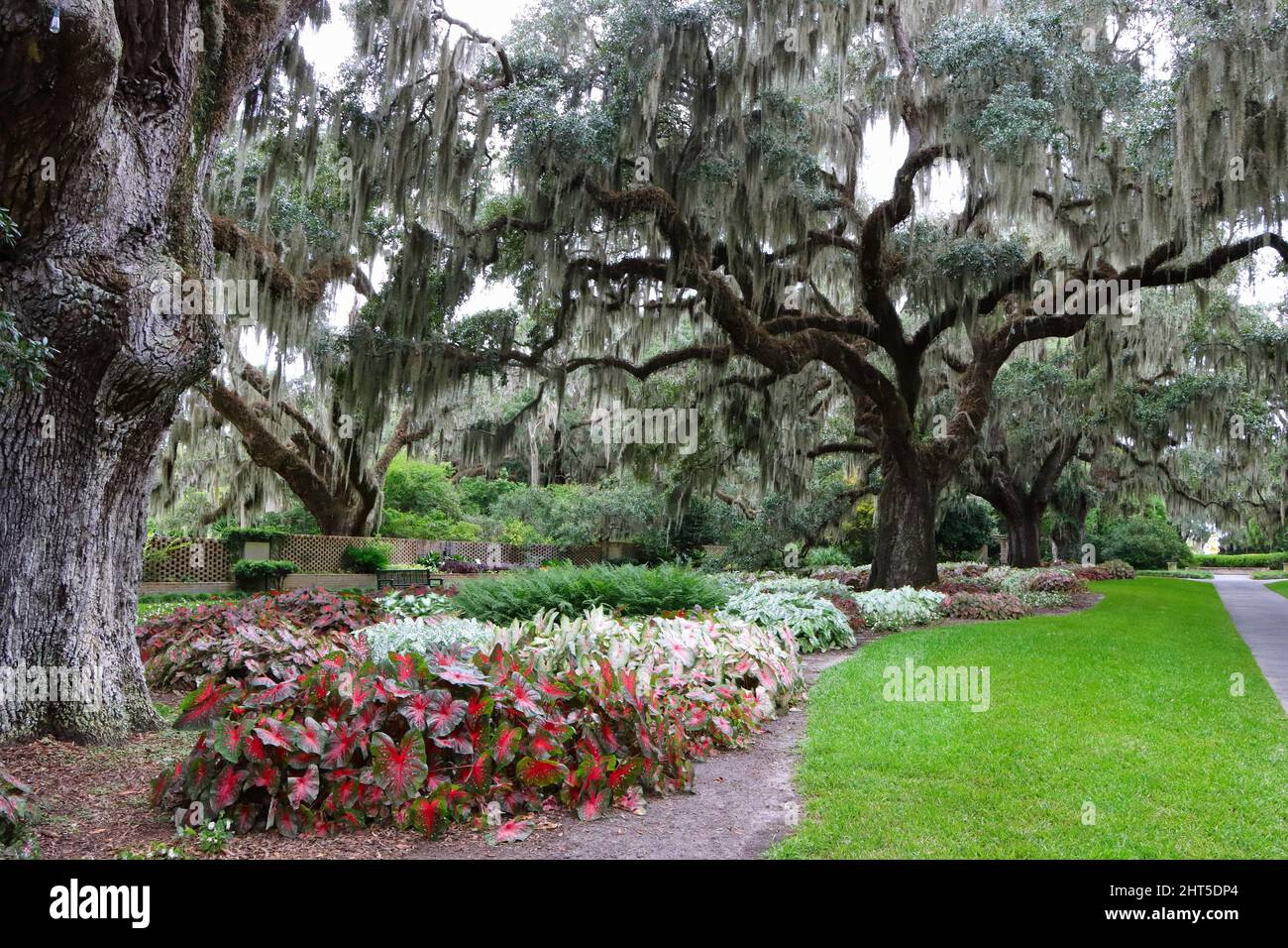 Natural view of flowering trees in a park Stock Photo - Alamy