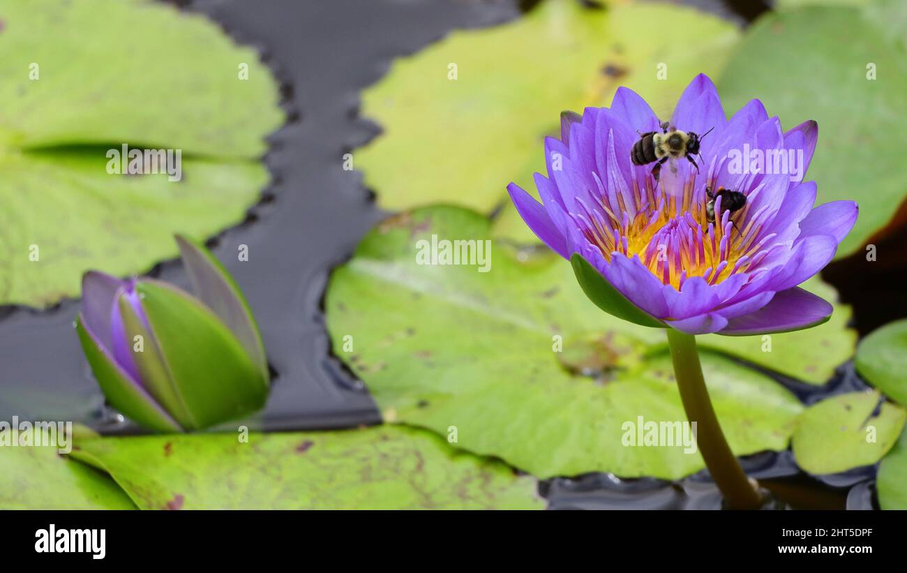 Natural view of water lily leaves floating on the surface of a pond ...