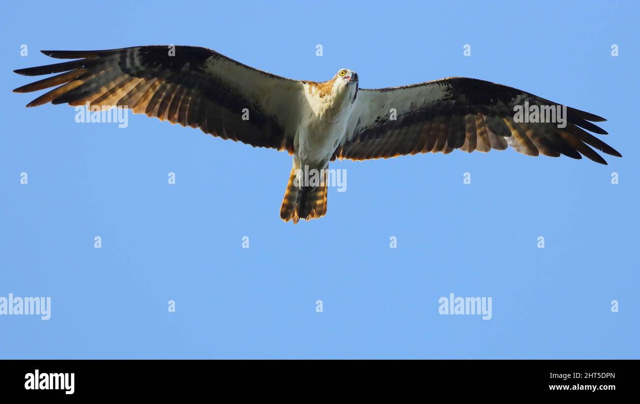 Bald eagle captured during flight Stock Photo - Alamy