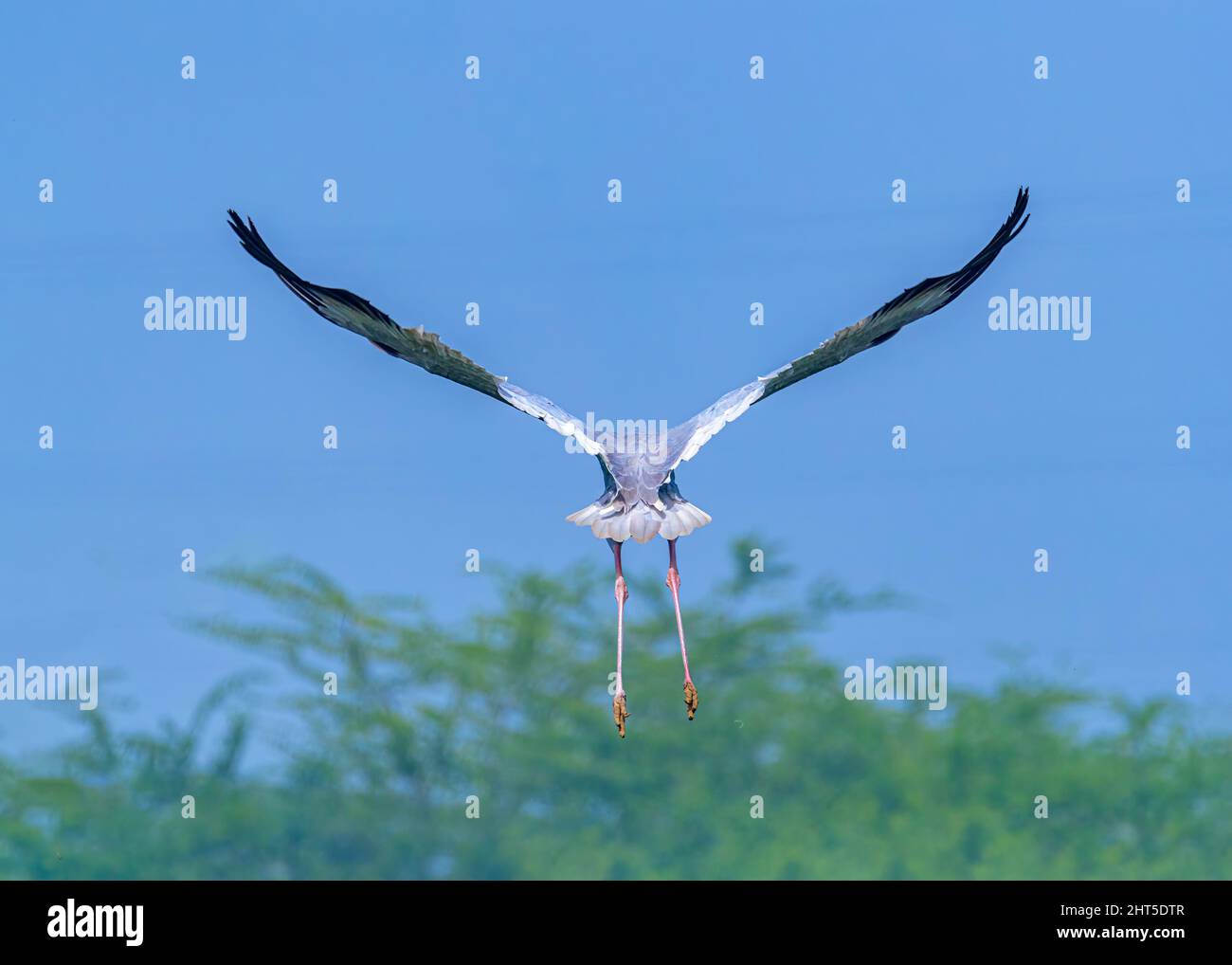 Wings in V shape of a Sarus Crane Stock Photo - Alamy