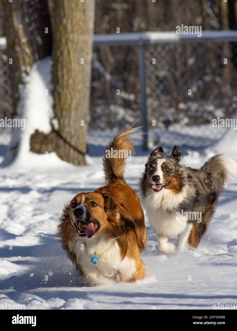 Australian Shepherds playing in a park covered in the snow in Les ...