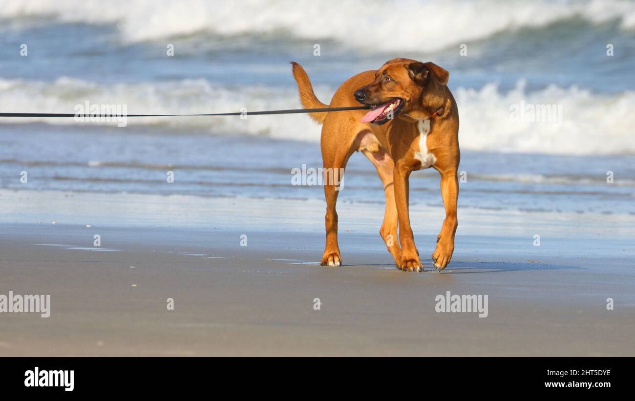 Rhodesian ridgeback on beach hi-res stock photography and images - Alamy