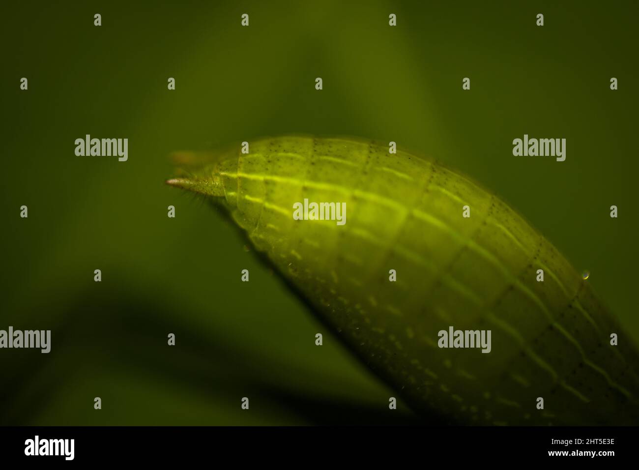 Macro shot shallow focus of pupa insect stage with blurred background ...