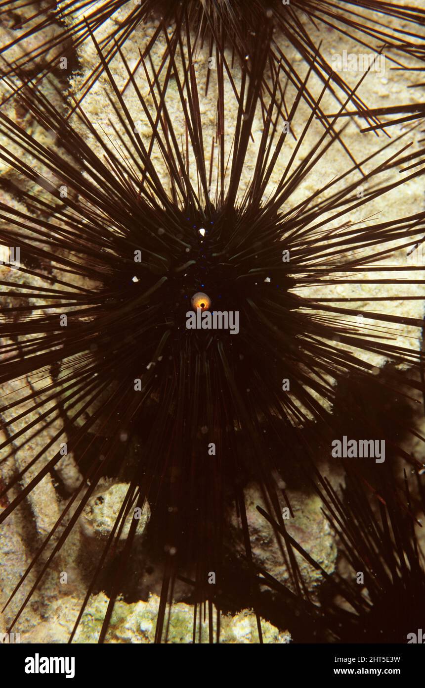 Banded diadem sea urchin (Diadema savignyi). Has barbed spines Stock ...