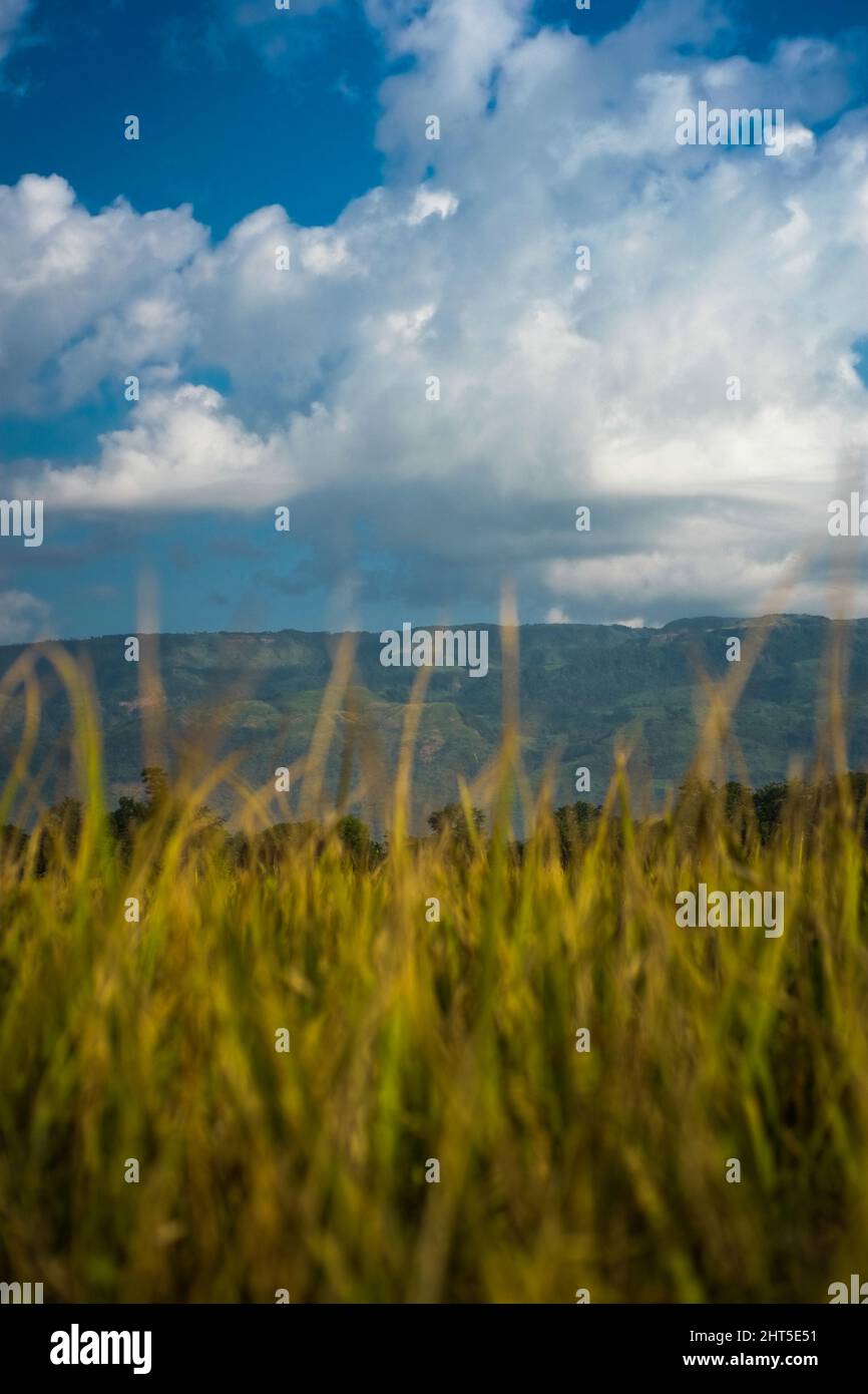Vertical shot of a paddy field with a hill in the background, Sylhet ...