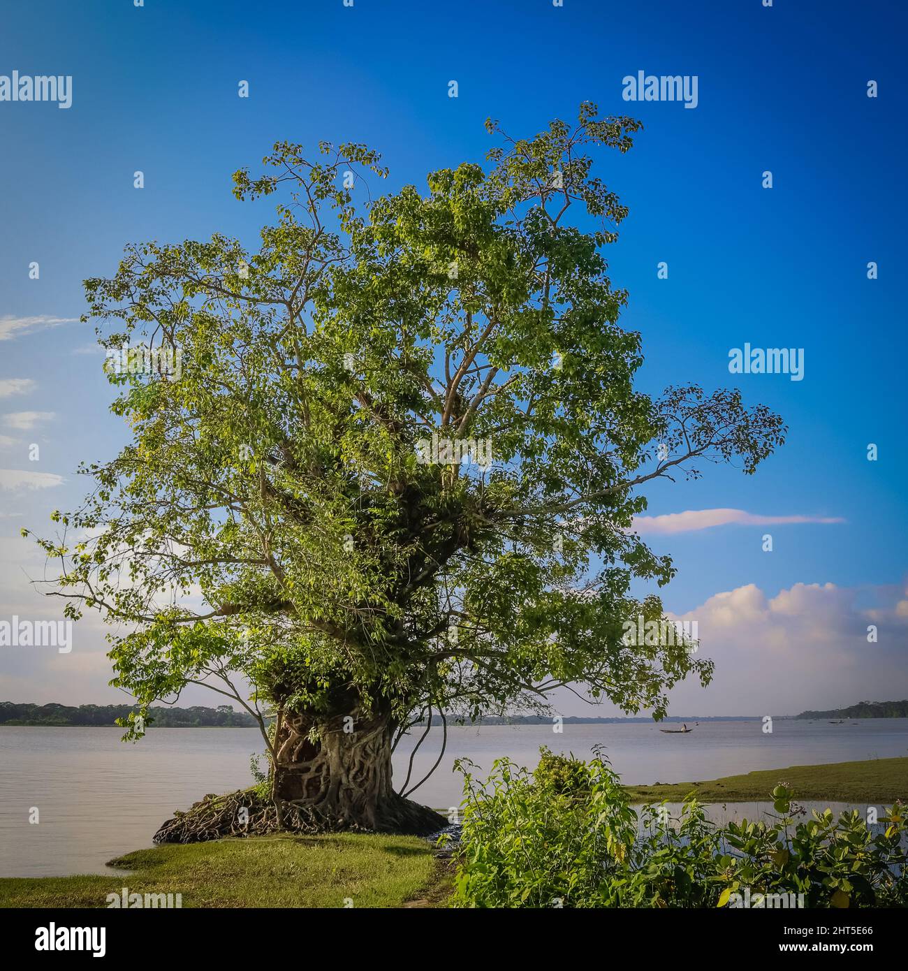 Beautiful shot of an old Banyan tree at the river side Stock Photo - Alamy