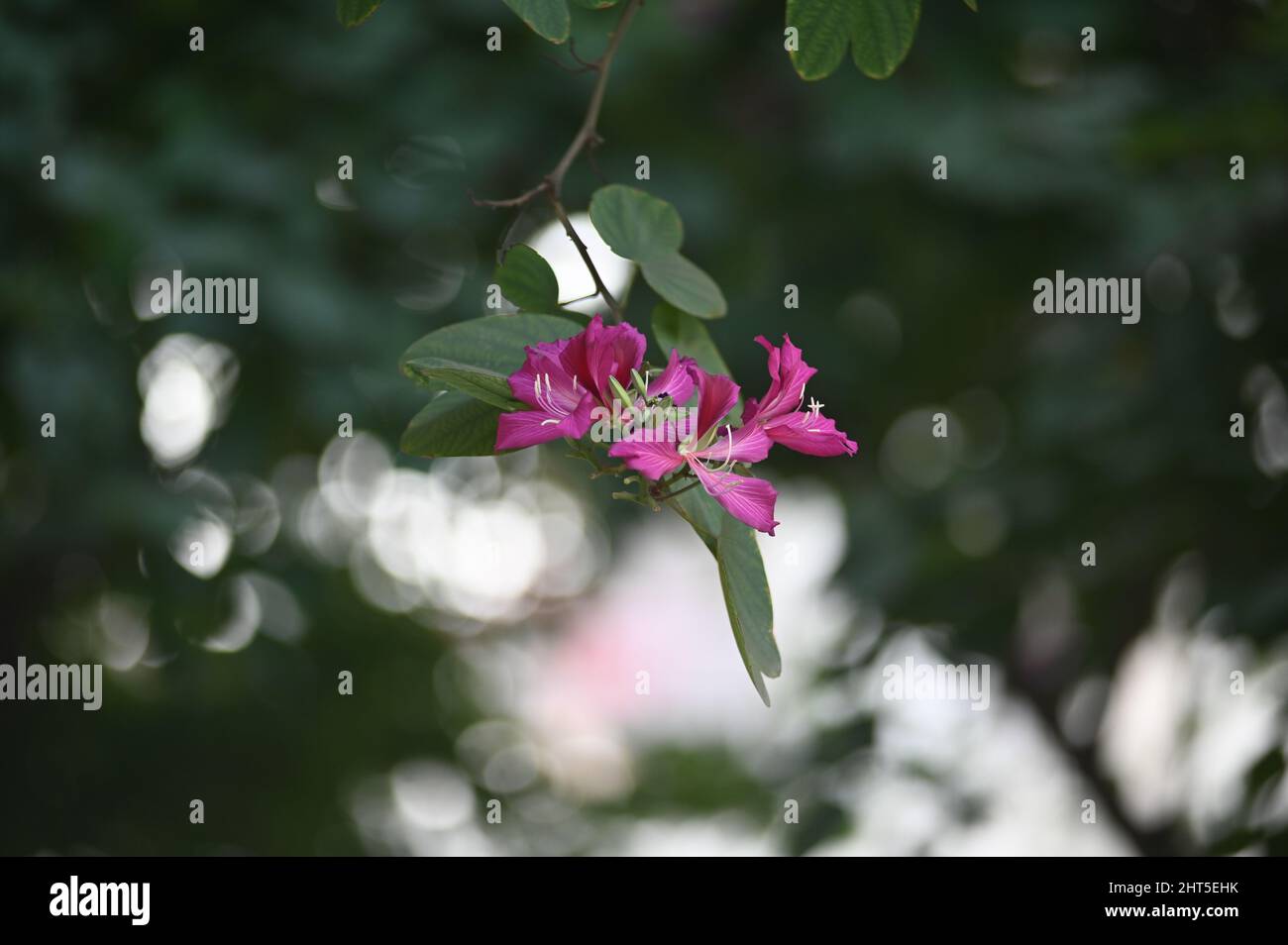 Bahunia purpurea flowering tree Stock Photo - Alamy