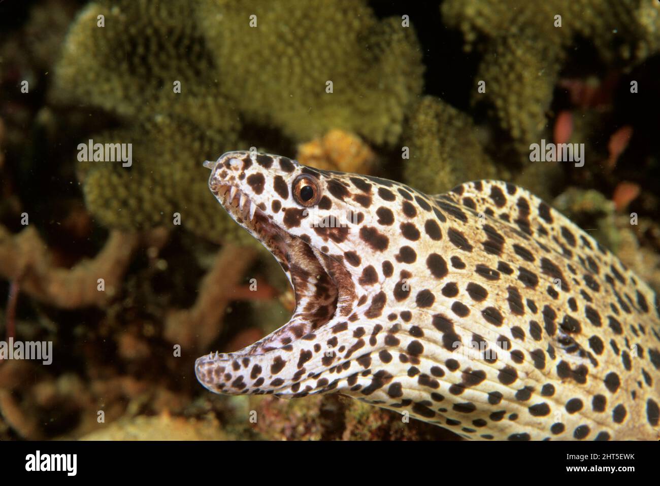 Laced moray (Gymnothorax favagineus Stock Photo - Alamy