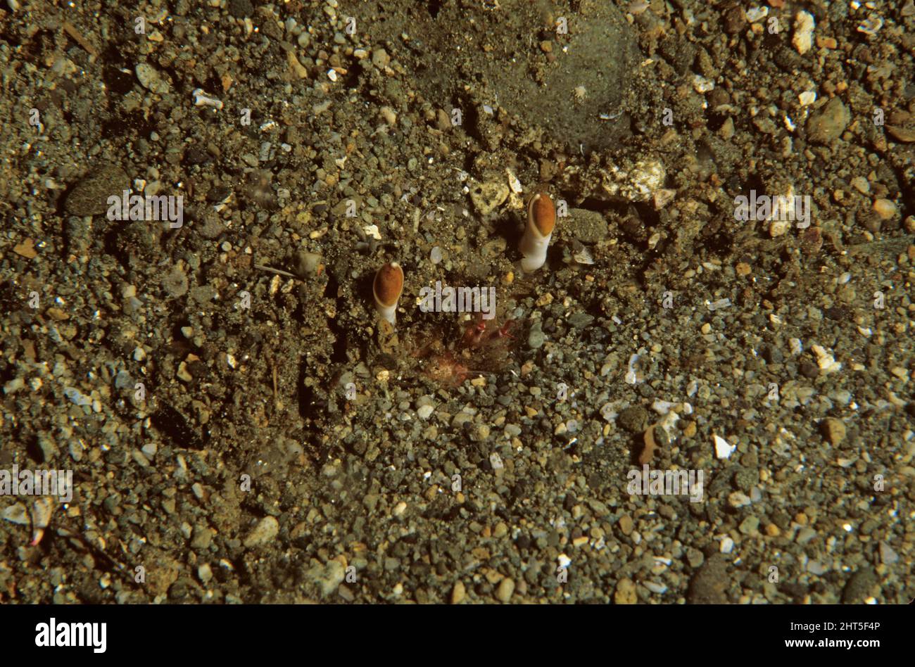 Mole crab (Ranina ranina), Ambon, Indonesia Stock Photo - Alamy