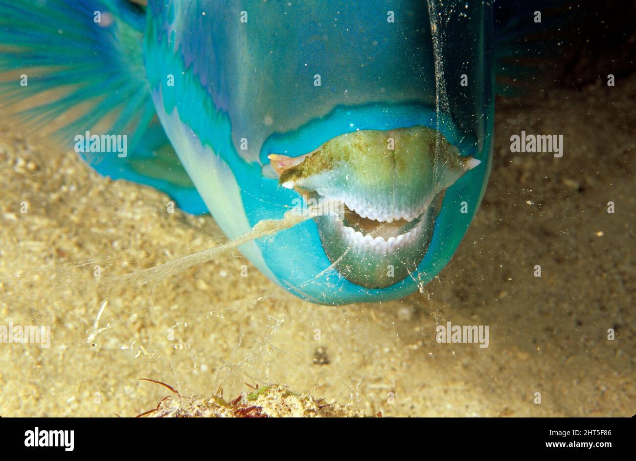 Parrotfish (Scarus sp.), sometimes spin a protective mucous cocoon ...