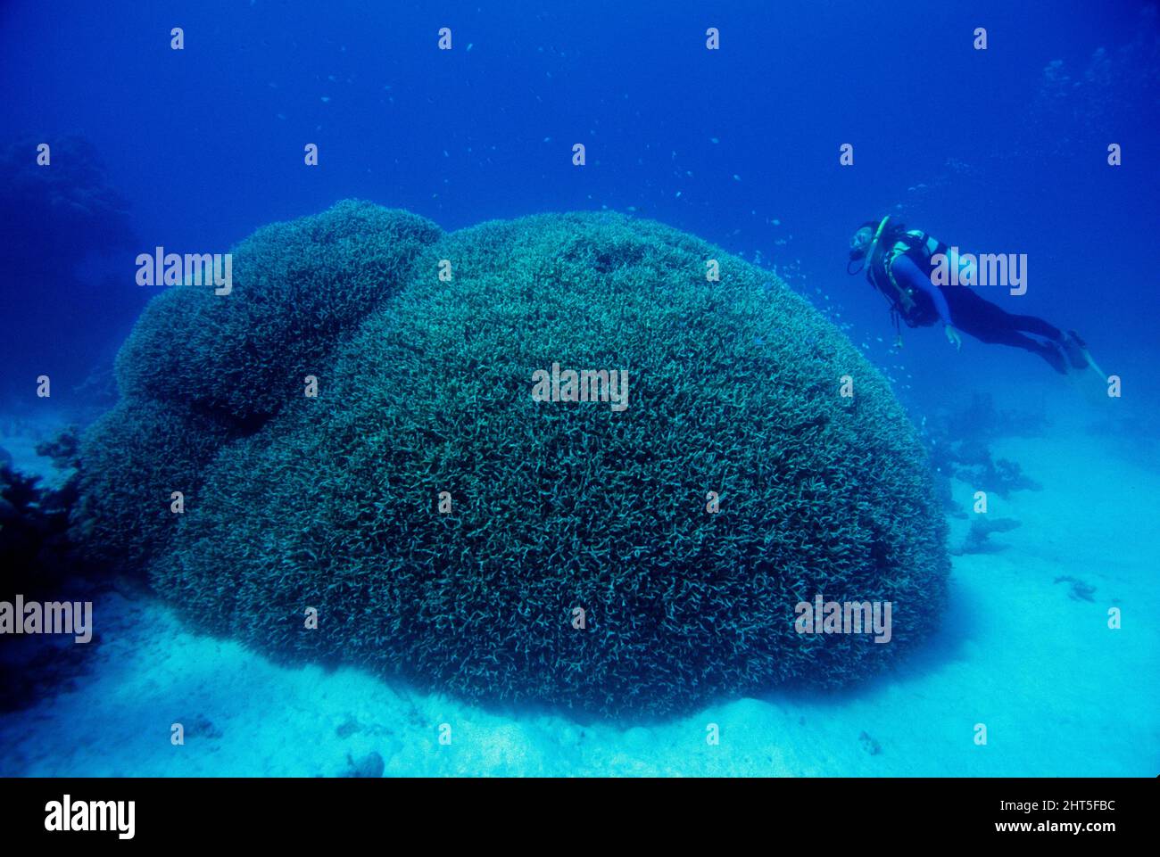 Hard coral (Paraclavarina triangularis), large outcrop with hovering ...
