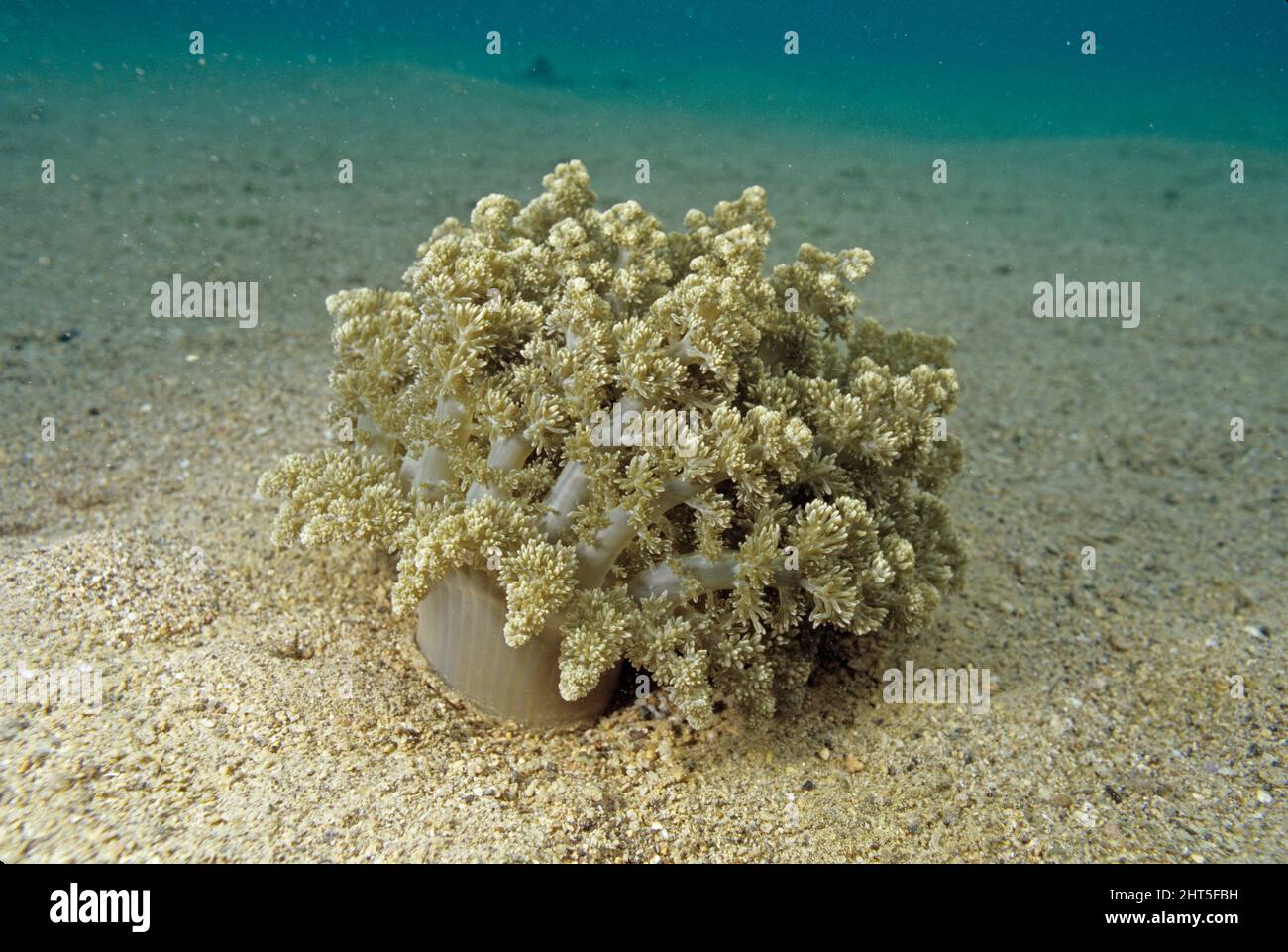 Sand anemone (Actinodendron sp.), Papua New Guinea Stock Photo - Alamy