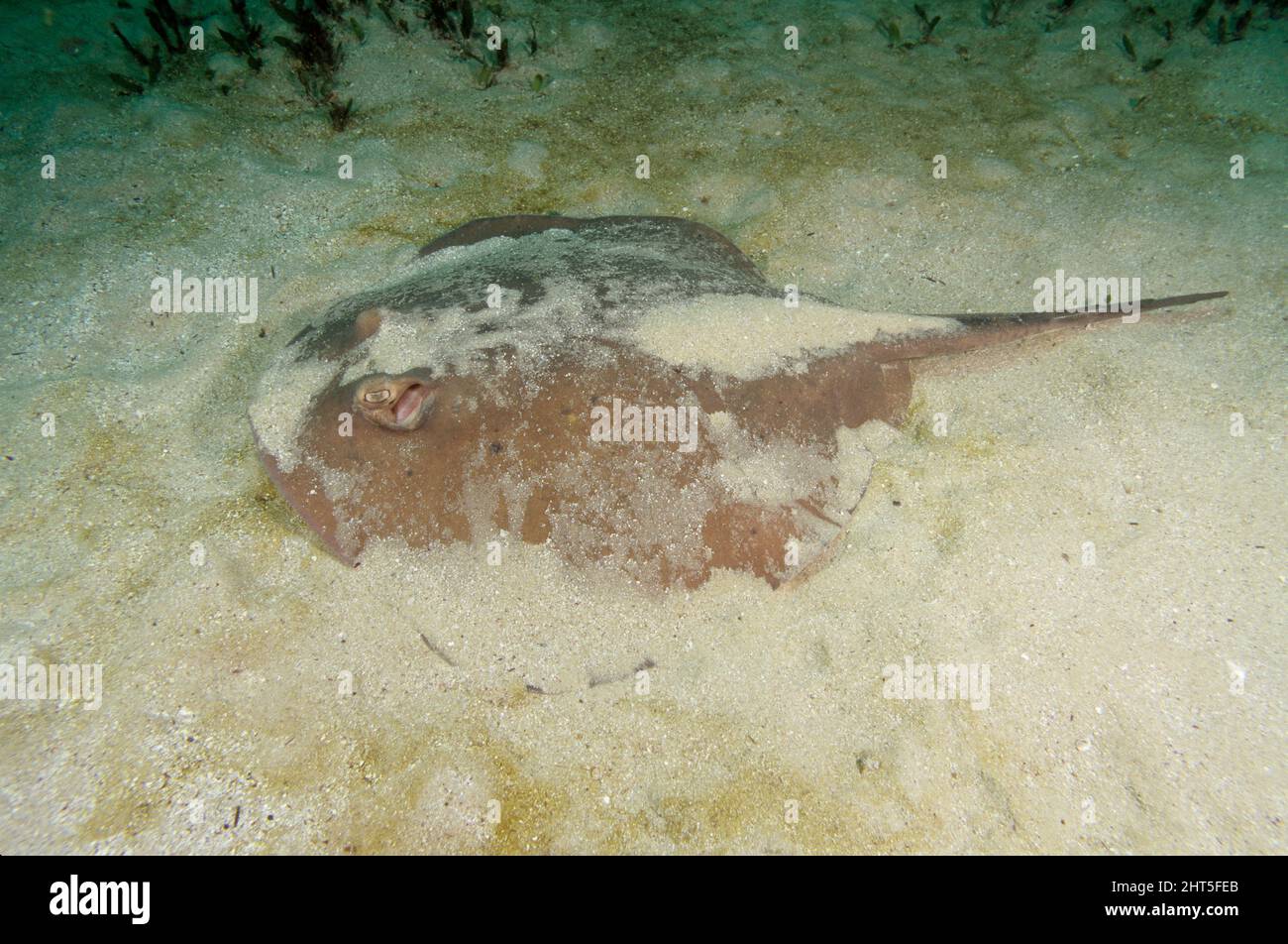 Short tailed stingray hi-res stock photography and images - Alamy