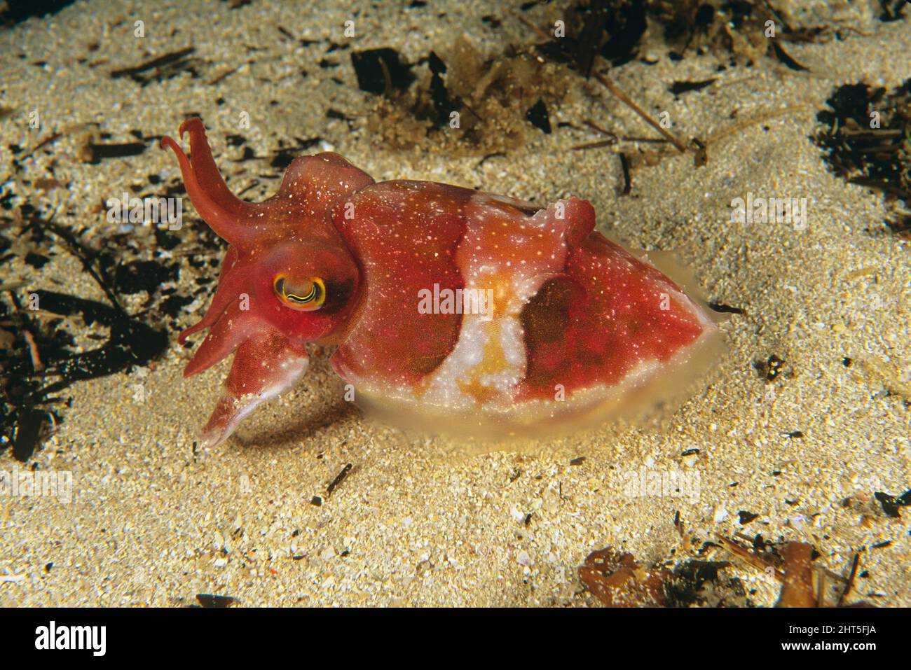 Red cuttlefish Sepia mestus Stock Photo - Alamy